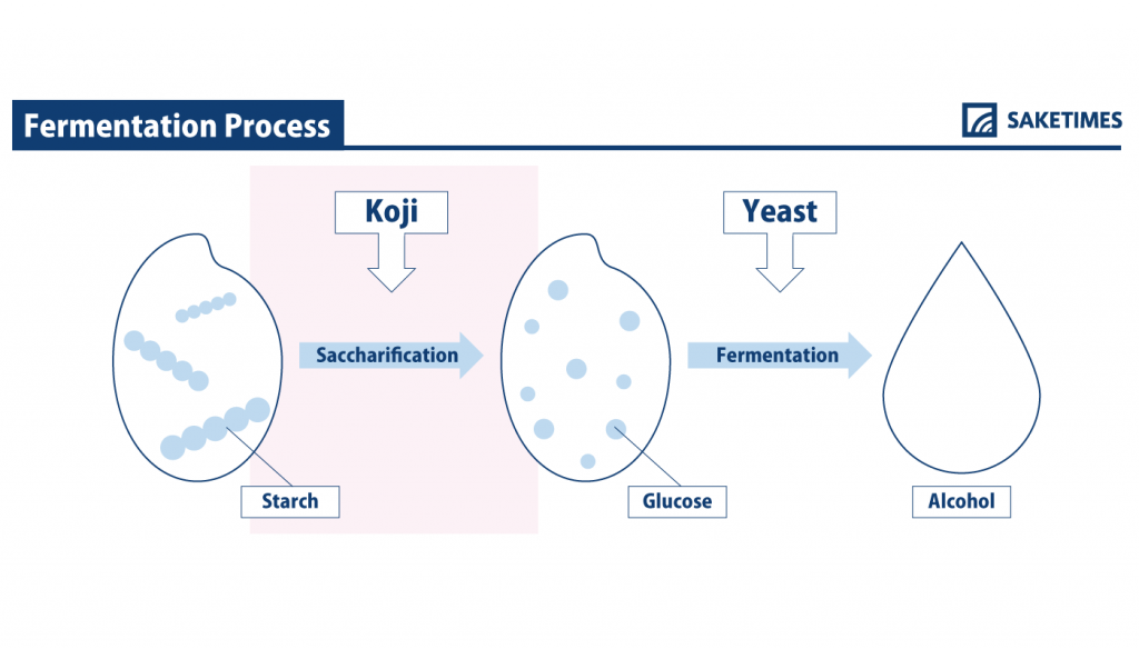 Koji : SAKETIMES GLOSSARY - SAKETIMES - Your Sake Source