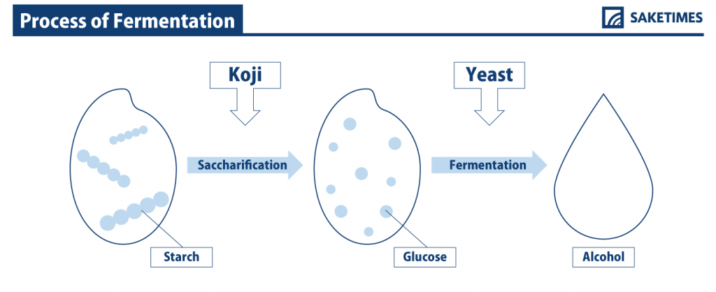 SAKETIMESinfographic_process-of-fermentation - SAKETIMES - Your Sake Source
