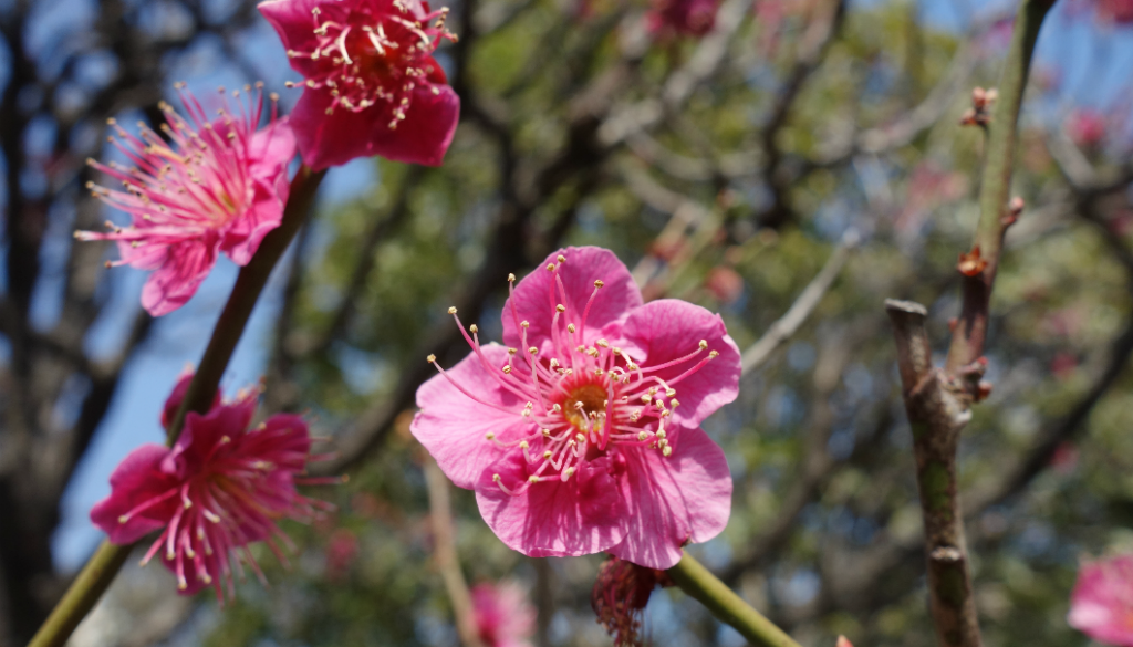 Sake and Sakura: A Match Made in Hanami Heaven - SAKETIMES - Your Sake ...