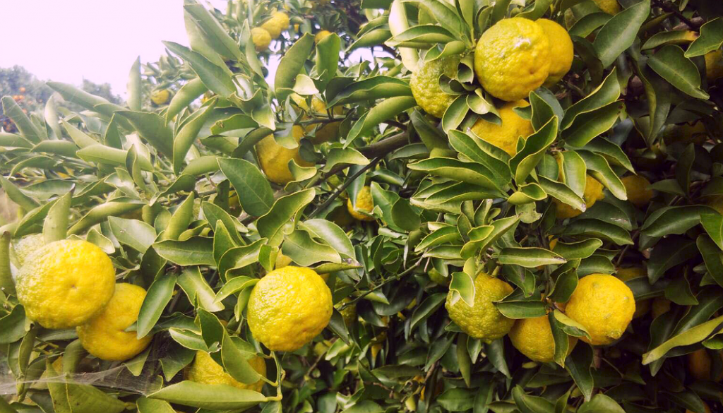 Exploring the Joys of Yuzu from the Bathtub to the Bar - SAKETIMES ...