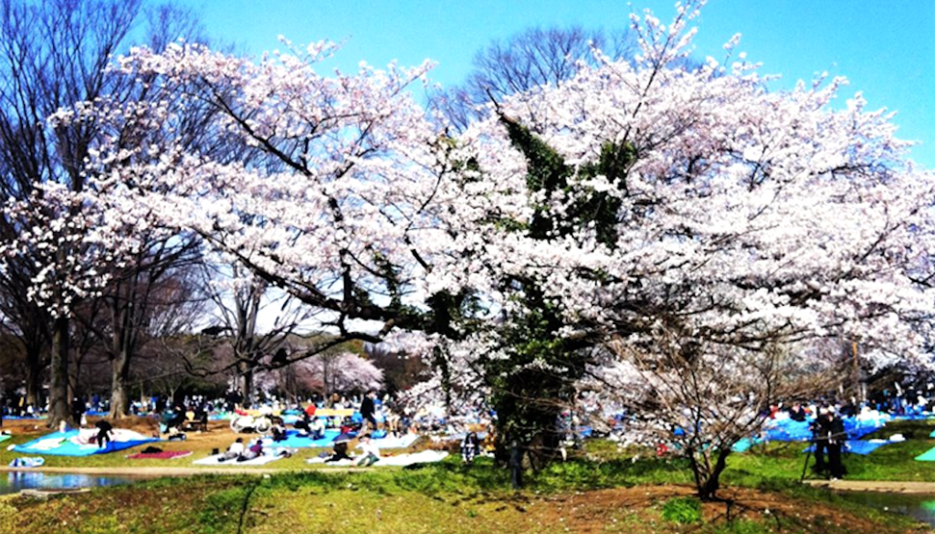 Sake and Sakura: A Match Made in Hanami Heaven - SAKETIMES - Your Sake ...