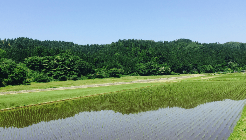 Sake rice - SAKETIMES - Your Sake Source